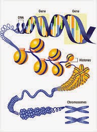 # 29 DNA structure | Biology Notes for A level