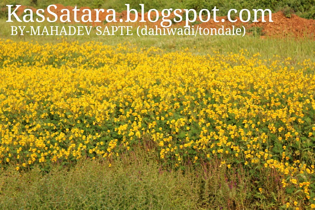 Kas Pathar - Satara : कास पठार- Kaas Plateau (Valley of Flowers) Photos ...