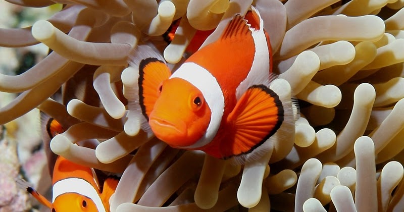 pengertian ikan nemo ~ Bayu ilham