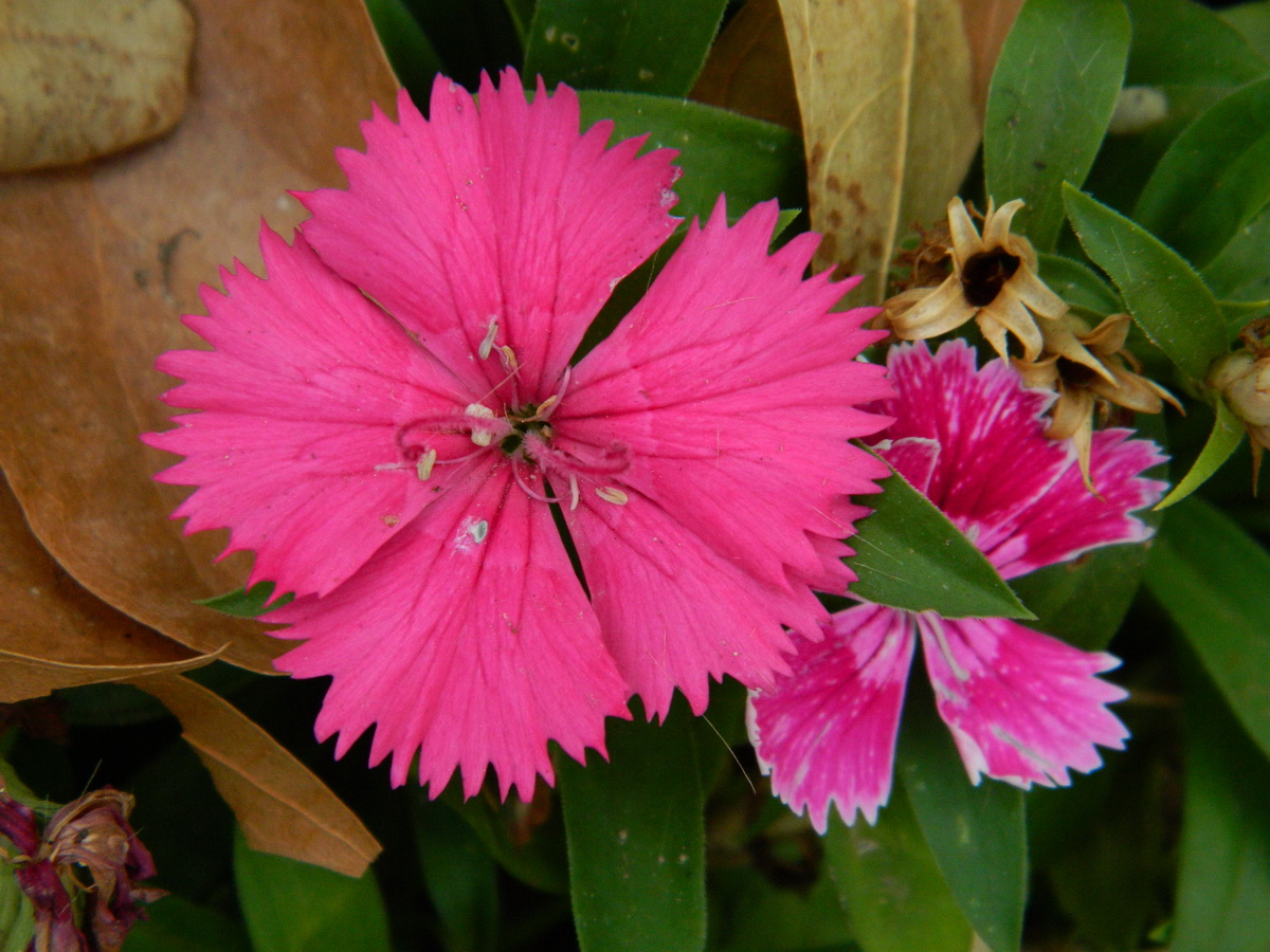 LA MULTI ANI, ROMANIA!: Garofite pitice