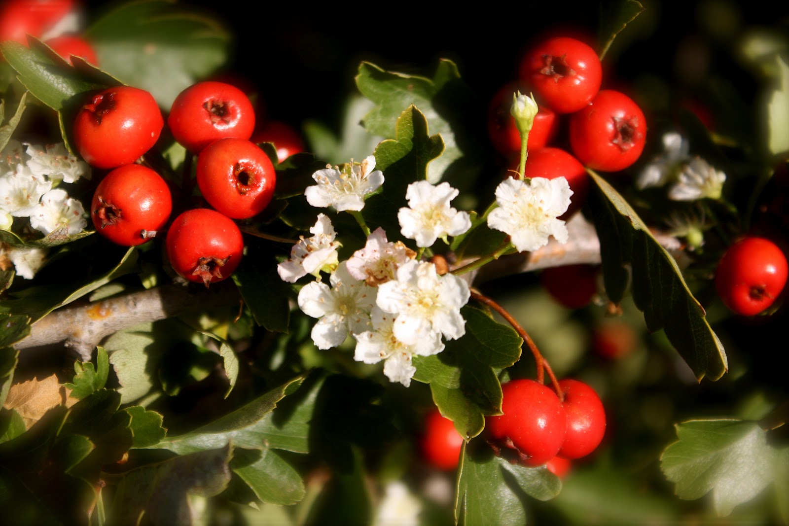 Hawthorn Flower Wallpaper