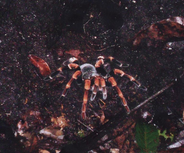 Taxonomía Visu: Phylum Arthropoda Clase Arachnida