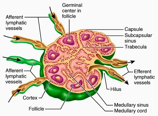 ENT Blogs: LYMPH NODES OF NECK (LEVELS, CLASSIFICATION)