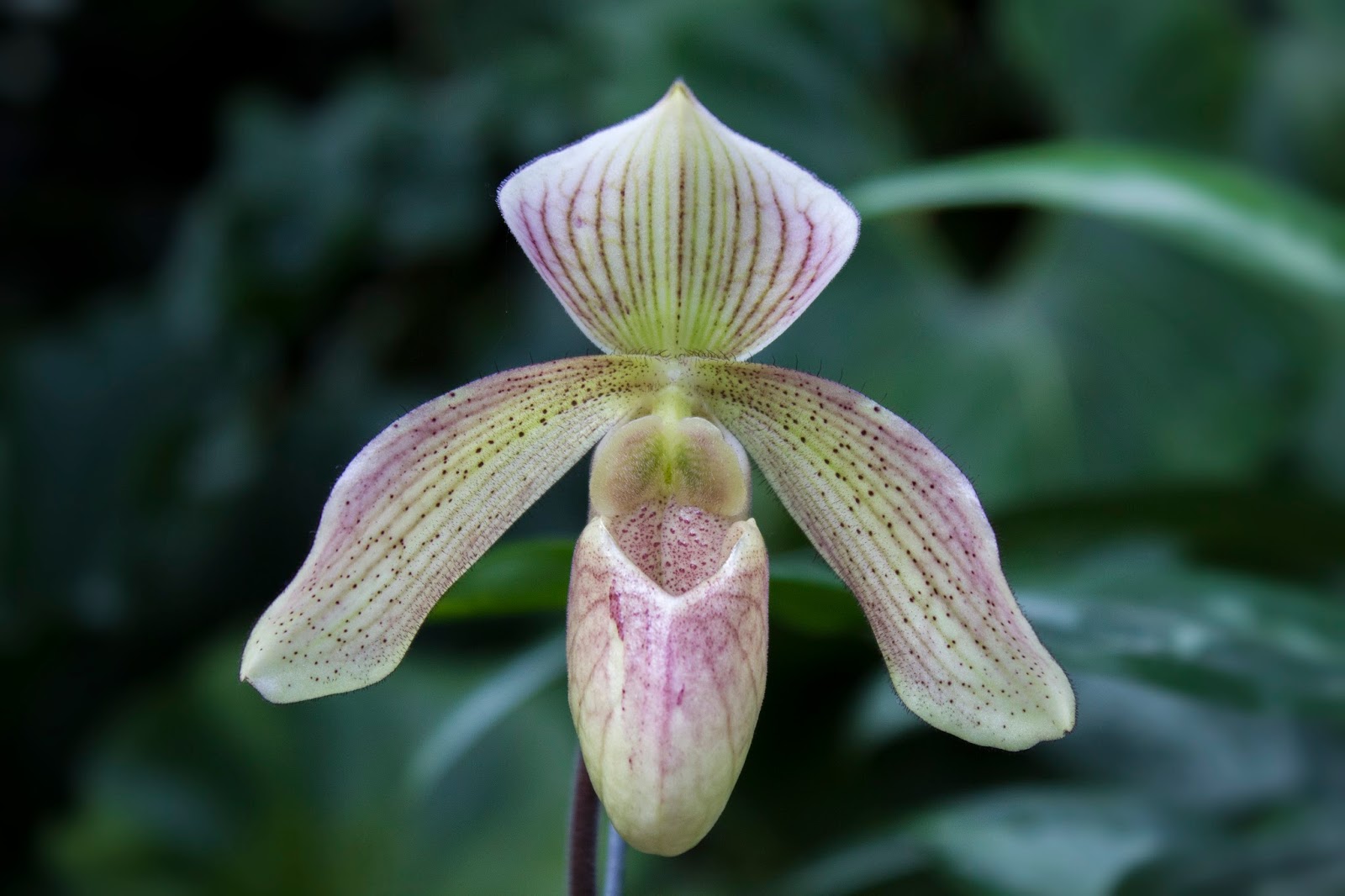 Marias Orchids Gorgeous Paphiopedilum Hybrids From The Dc Botanic Garden