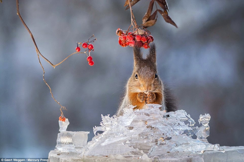 White Wolf : 10 Stunning pictures capture beauty of red squirrels in ...