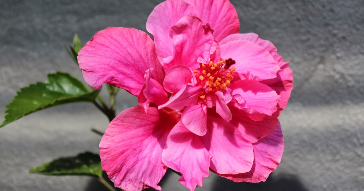 Florez Nursery: Hibiscus rosa-sinensis 'Powder Puff'