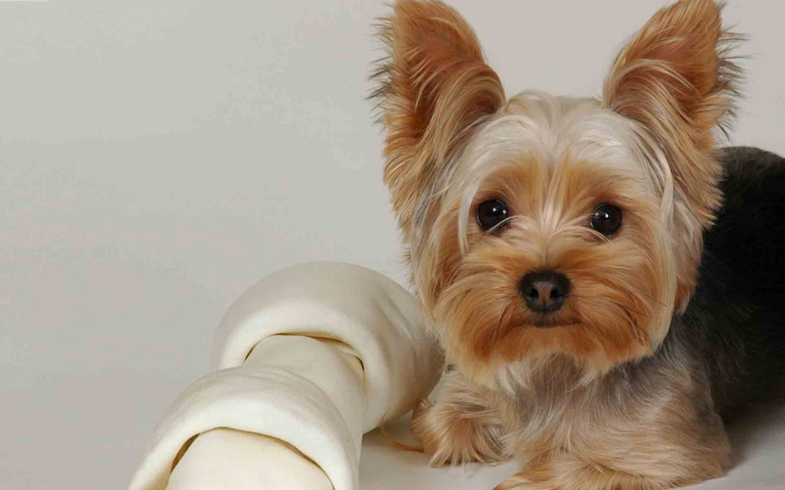 WeLoveAnimals09.blogspot.gr: Yorkshire Terrier - Γιορκσαιρ Τεριε – Γιορκι