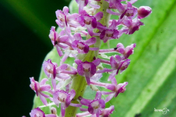 Wild orchids in sumatra: Crepidium kabense (J.J.Sm.) Szlach., 1995