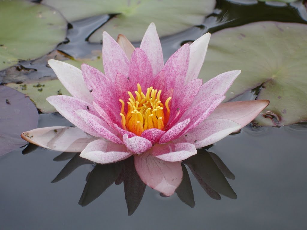 Aquatic Plants: Nymphaeaceae