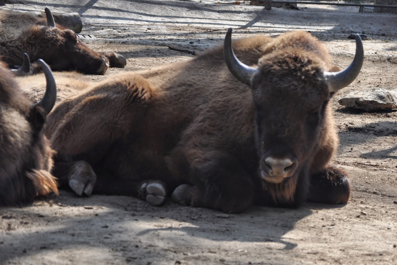 ZOOTOGRAFIANDO (6.100 ANIMALS): BISONTE EUROPEO / EUROPEAN BISON (Bison ...