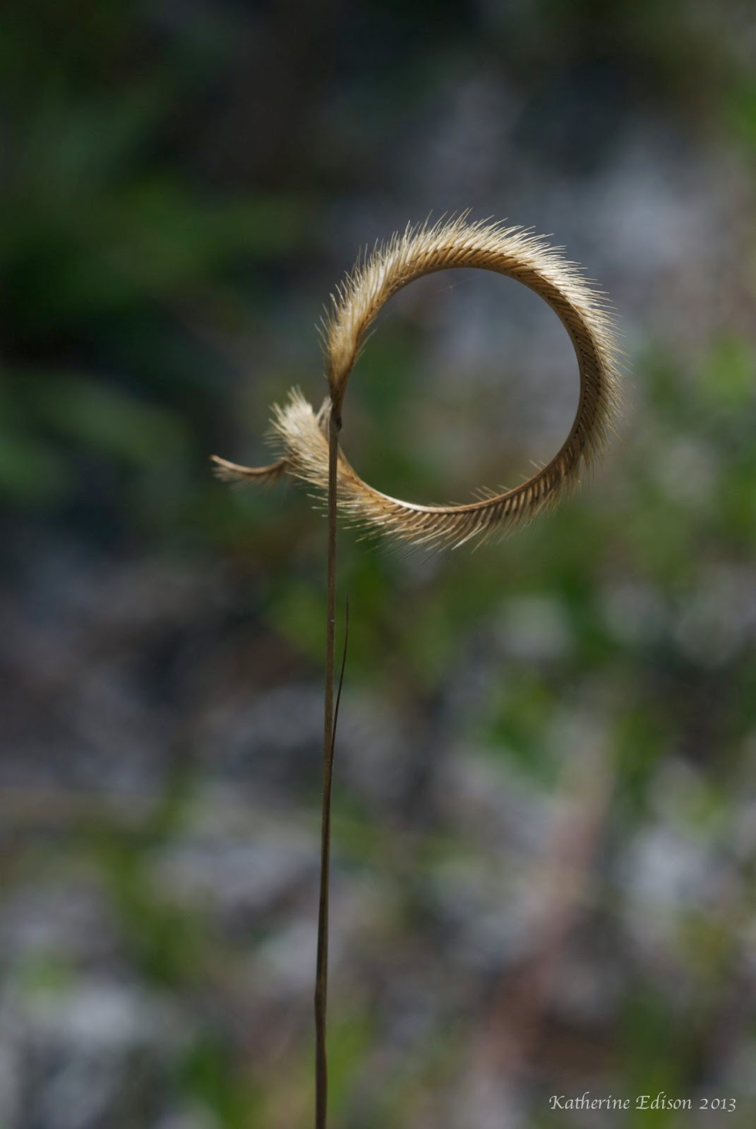 Earth Teach Me: Morningside