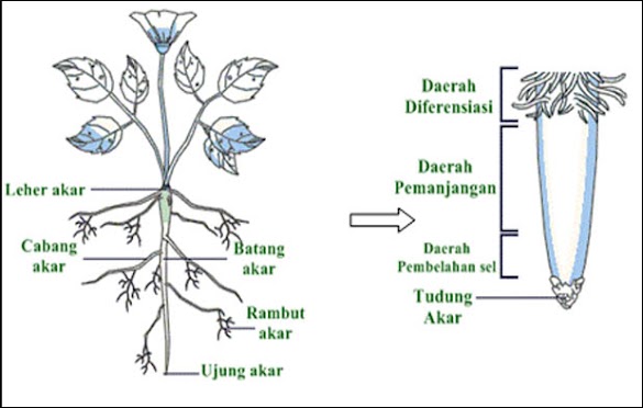Morfologi Akar Tumbuhan, Contoh, Gambar, dan Penjelasannya
