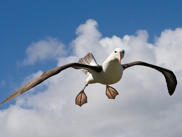 Photos: black browed albatross flying