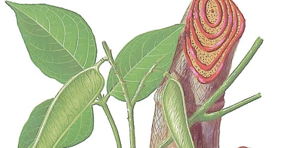 Spatholobus stem (Jixueteng)-Spatholobus suberectus-Millettia dielsiana ...