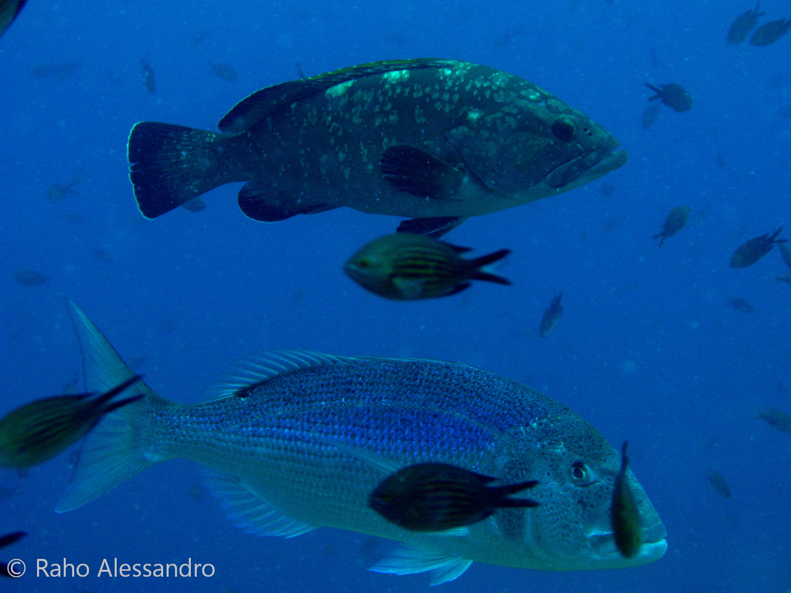 Necton e Plancton: Pesci: Dentice