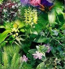 PENGERTIAN BOTANI DAN CABANG-CABANG BOTANI - E-JURNAL