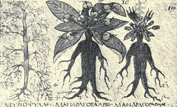 Mandragola dal Codex Neapolitanus