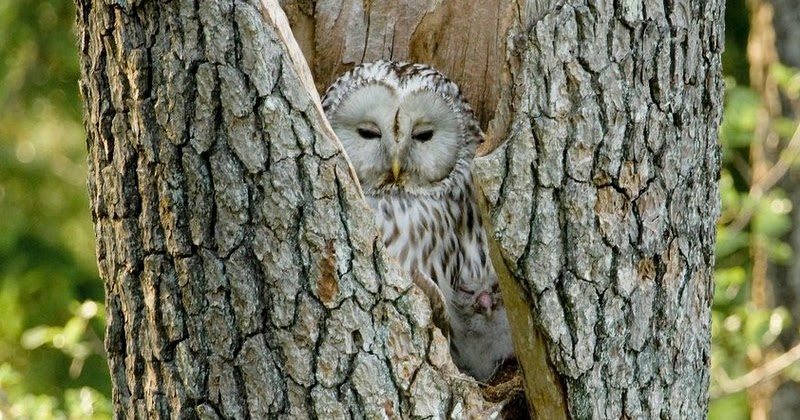 Cinéma : Dans les bois, documentaire de Mindaugas Survila - Paris la ...