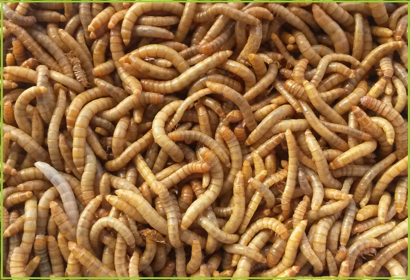 Ciberpasto, uso seguro y responsable de Internet: ¿Qué es un gusano ...