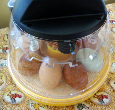 Let's Hatch Chicks! A Day-by-Day Egg Hatching Tutorial - Fresh Eggs ...