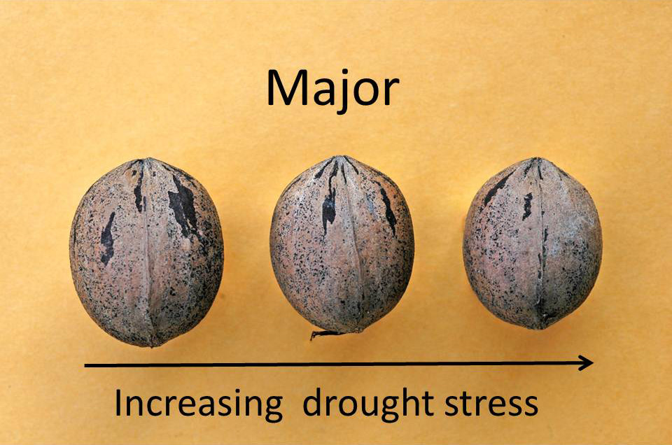 Northern Pecans: Drought effects pecan nut shape