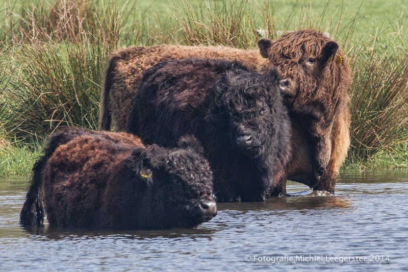 Belevingsfotografie: Galloway-runderen in natuurgebied Naardermeer