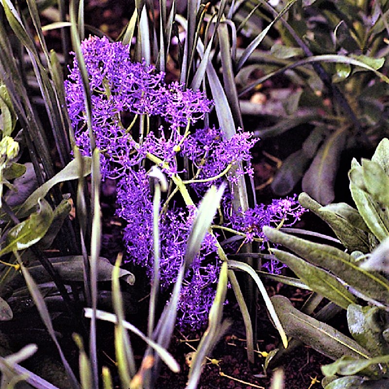 Plants & Gardens in Colonial & Early America: Plants in Early American ...