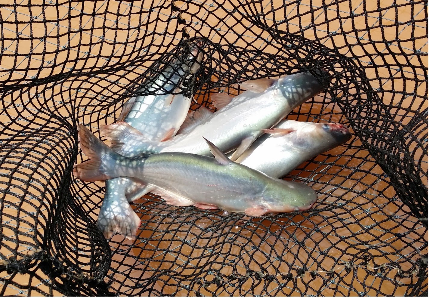 Gulai Tempoyak Ikan Patin Dari Pahang: Jaminan Kami