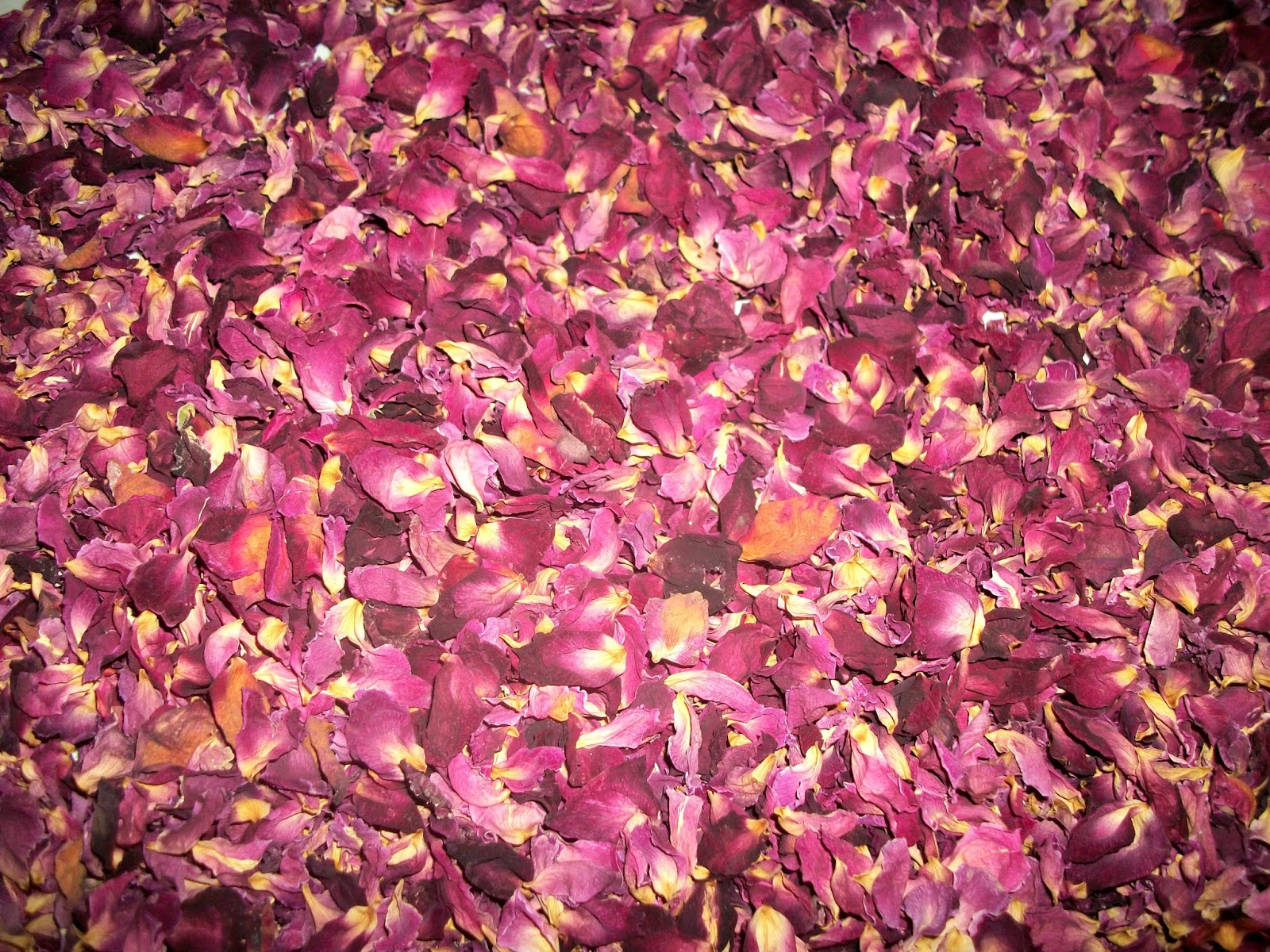 ZafuChi: Louis Philippe Roses