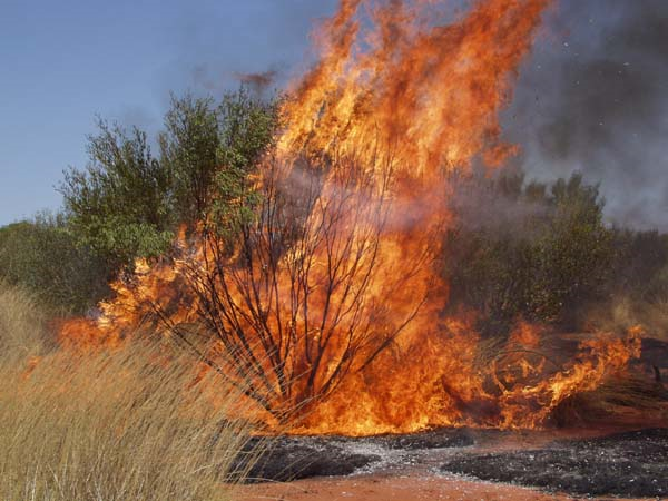 Dream Big: Burning Bush