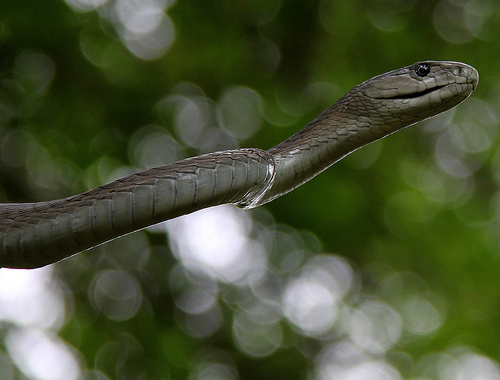 THE ANIMAL WILDLIFE: ULAR BLACK MAMBA
