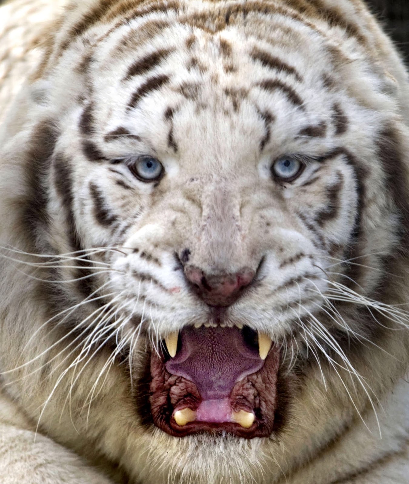 Tigre blanco: mentira y verdad de una criatura fascinante - Blog ...
