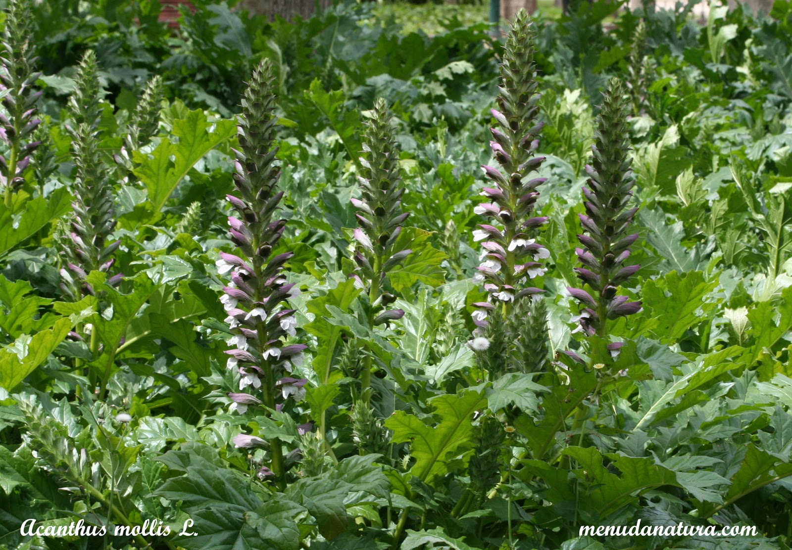 El Jardí de Menuda Natura: Acant