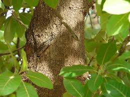 BIRTH STAR - Revathi