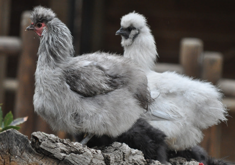 ZOOTOGRAFIANDO (MI COLECCIÓN DE FOTOS DE ANIMALES): GALLO, GALLINA ...