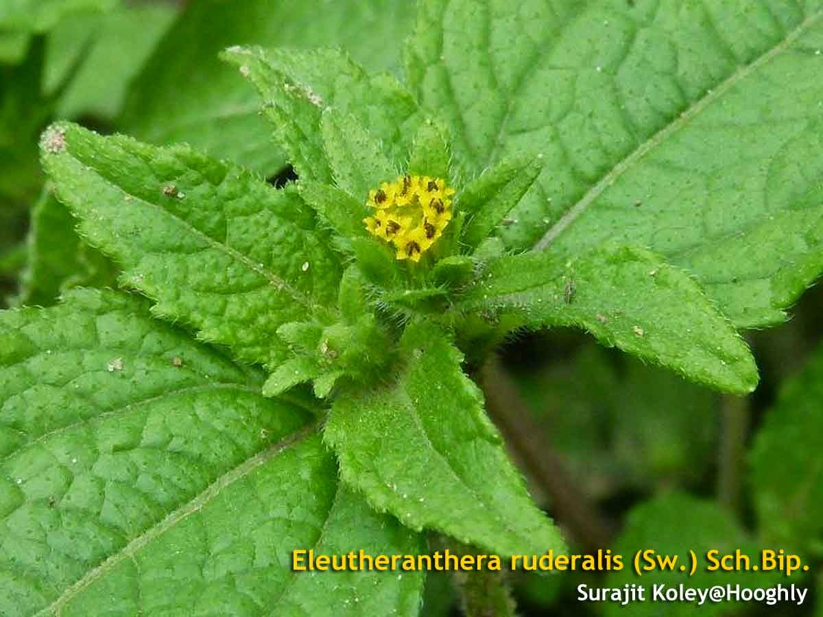 Medicinal Plants: Eleutheranthera ruderalis, Porter-bush