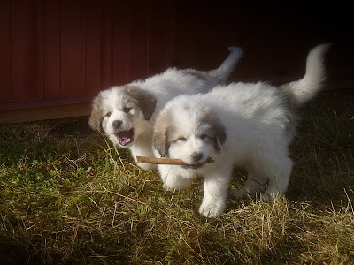 Rural Revolution: Puppy love