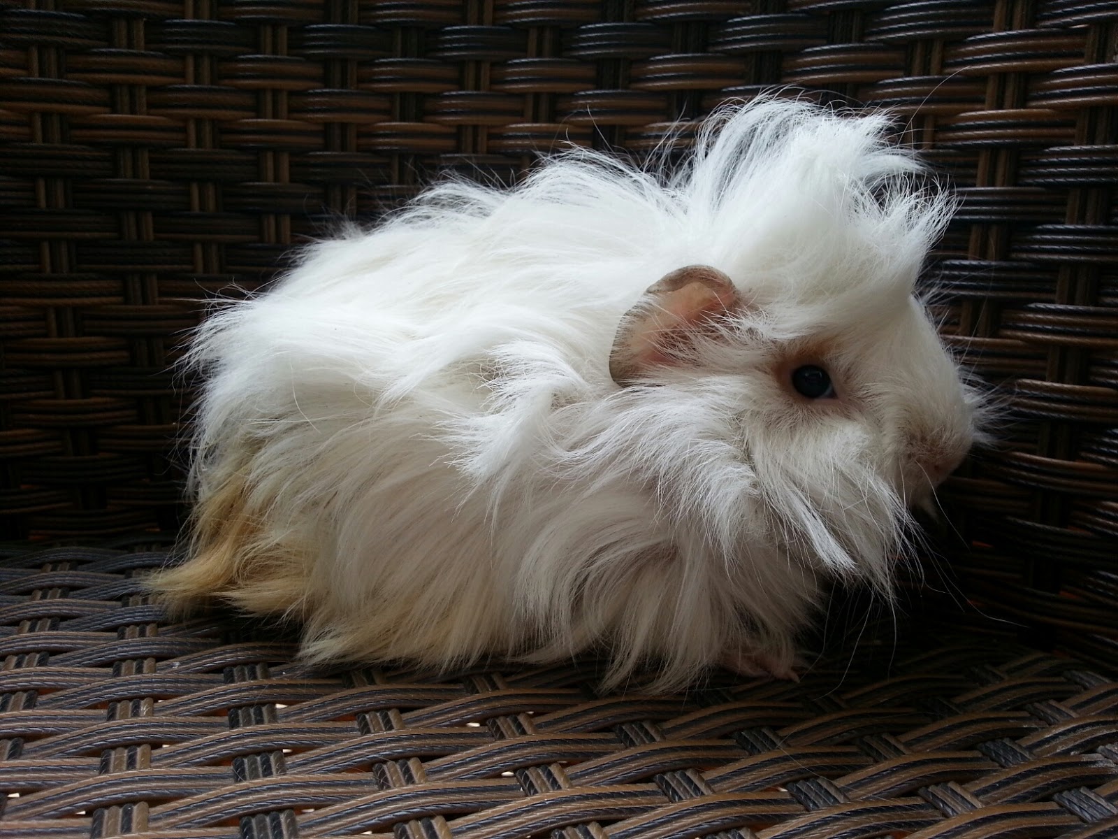 littlefurryones: August Sheeba Mini Yaks - ADOPTED