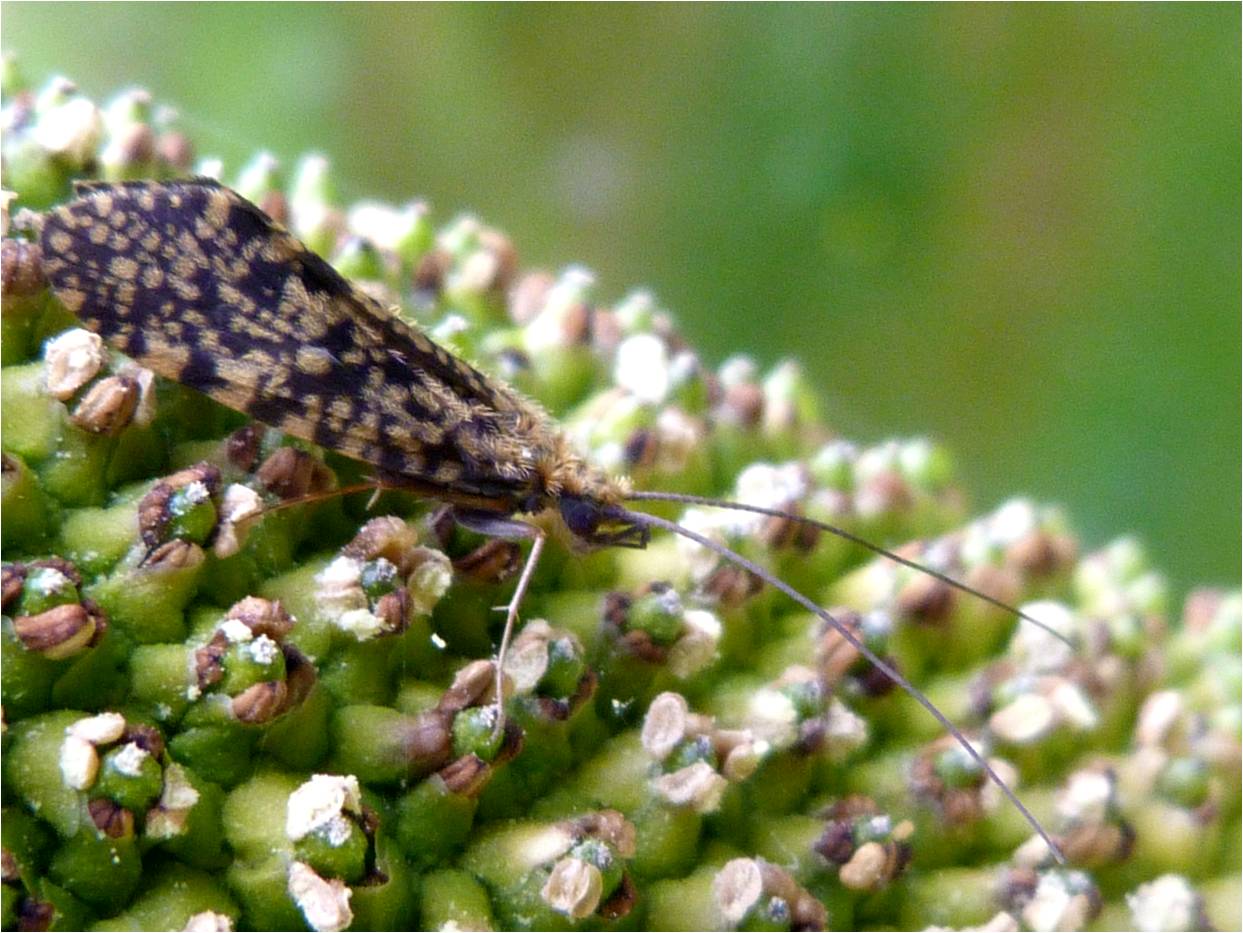 Insects of Scotland: Caddisflies