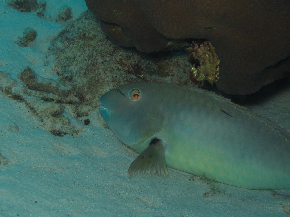 Yellowtail Parrotfish