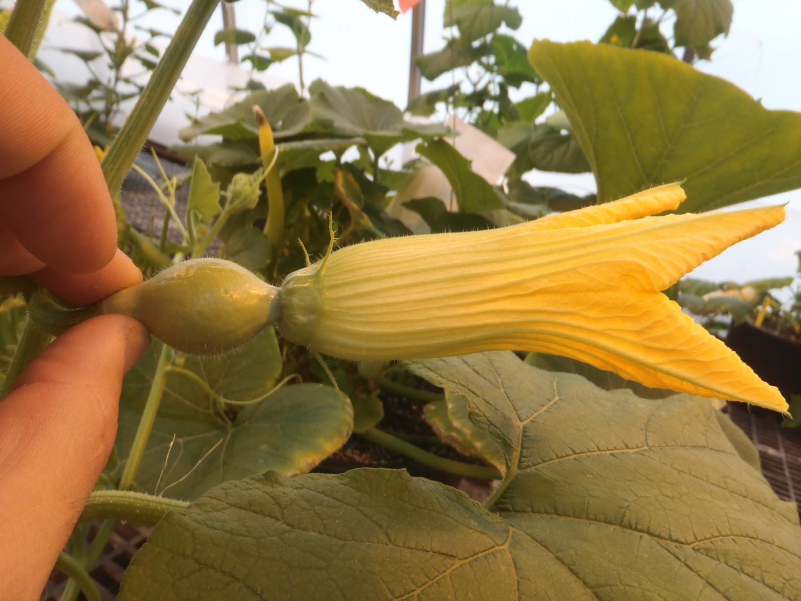 Have You Ever Picked A Carrot?: Fun with Flowers: The art of squash ...