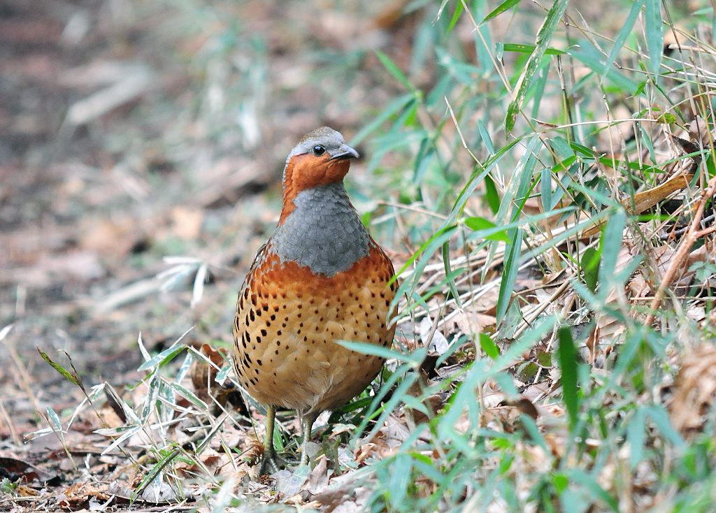 Bird Watching in Japan & Asia: Birdwatching in Oike-Koen (26 February ...