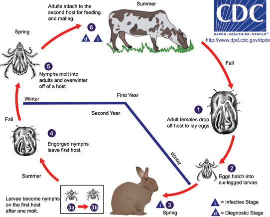 Infection Landscapes: Crimean–Congo Hemorrhagic Fever