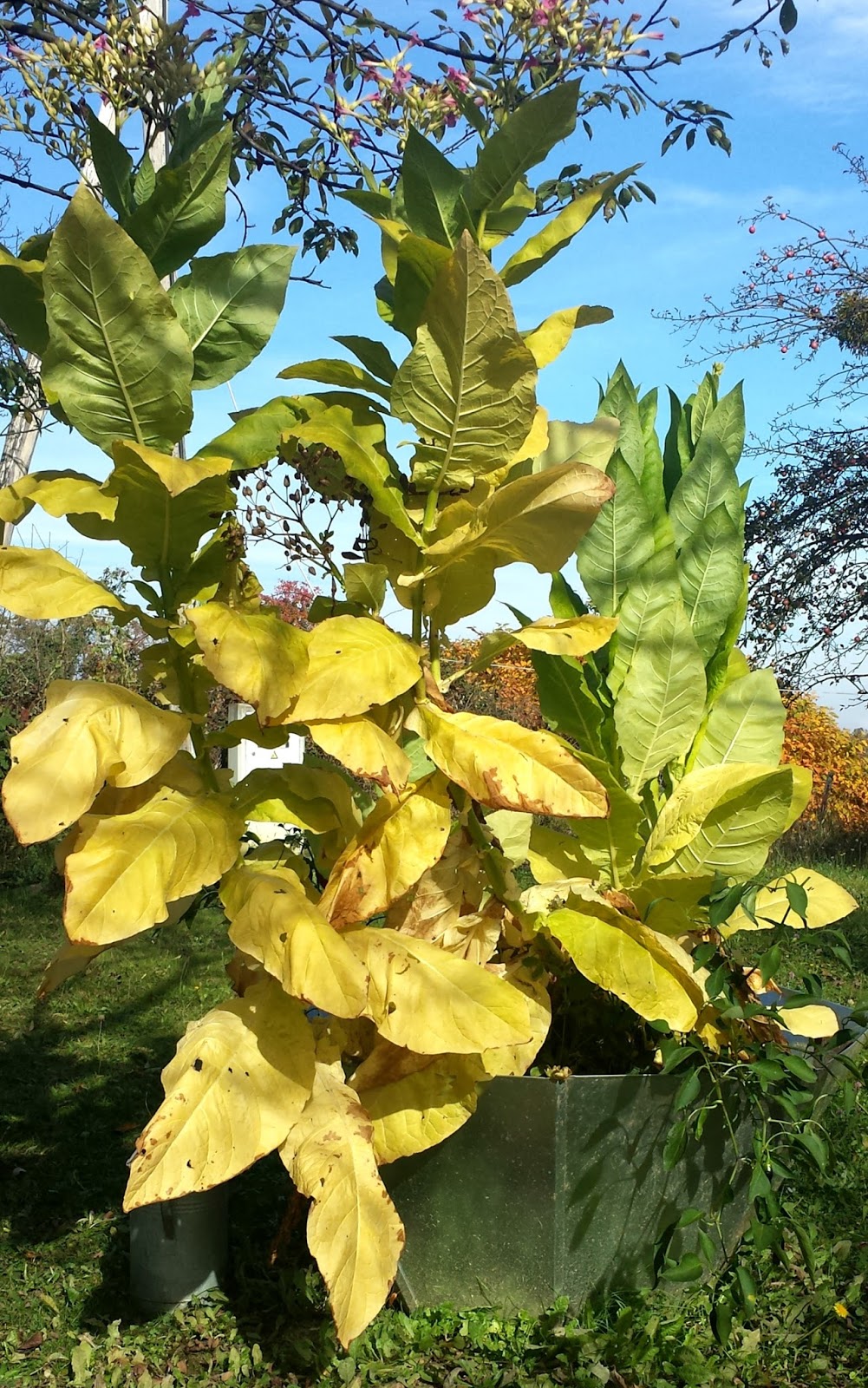 HIŠA Z VRTOM: INSEKTICID KI SI GA NAREDIMO DOMA