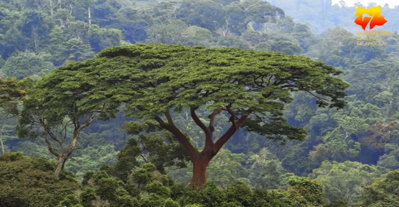 DIGA NÃO À INÉRCIA: Maravilhas Naturais de Angola - Maiombe