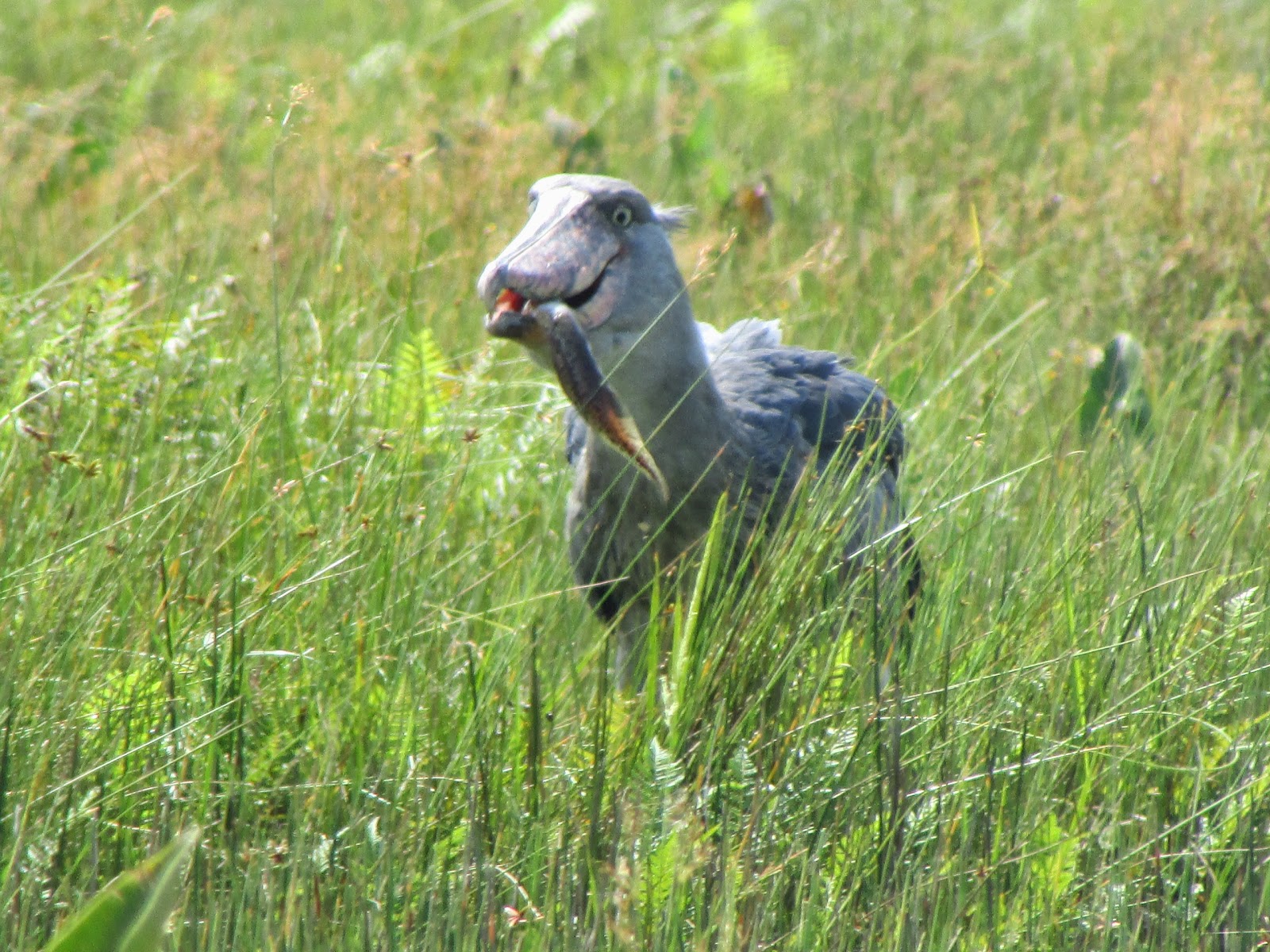 Beauty in small things: The Endangered Shoebill Stork. This ancient ...