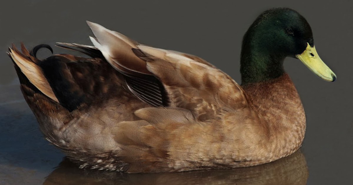 Sana pets: Khaki Campbell