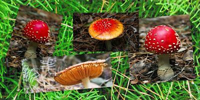 wandering in the light: May 2013