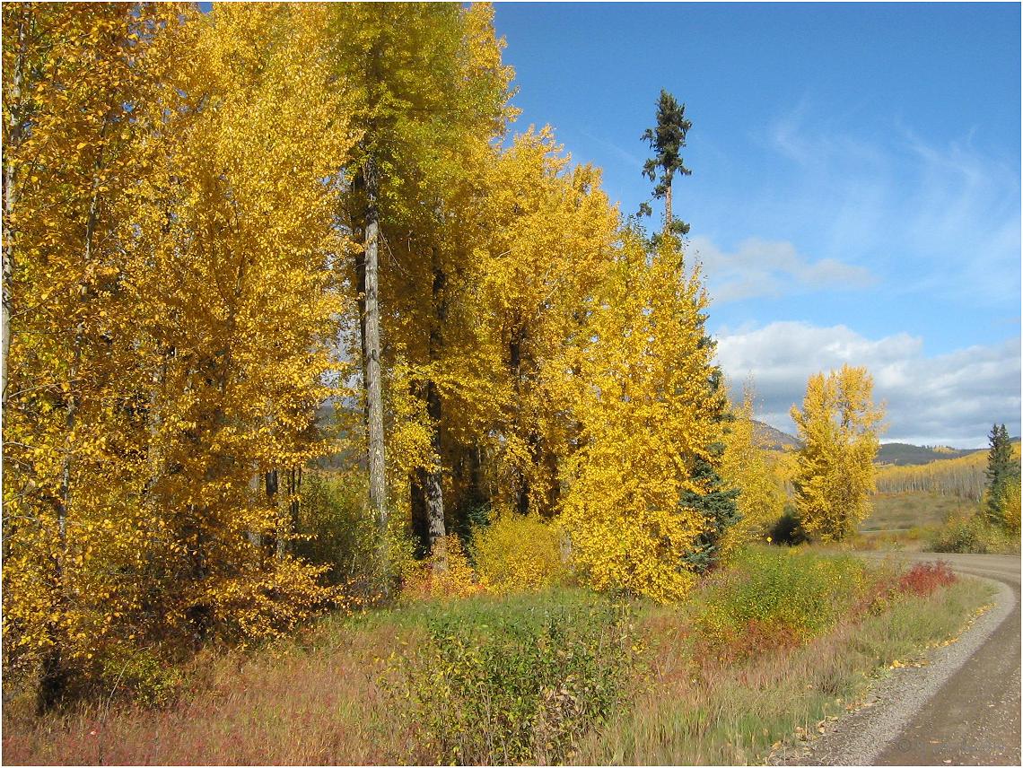 Northern Interior British Columbia: Fall Colors Come Alive In Houston ...