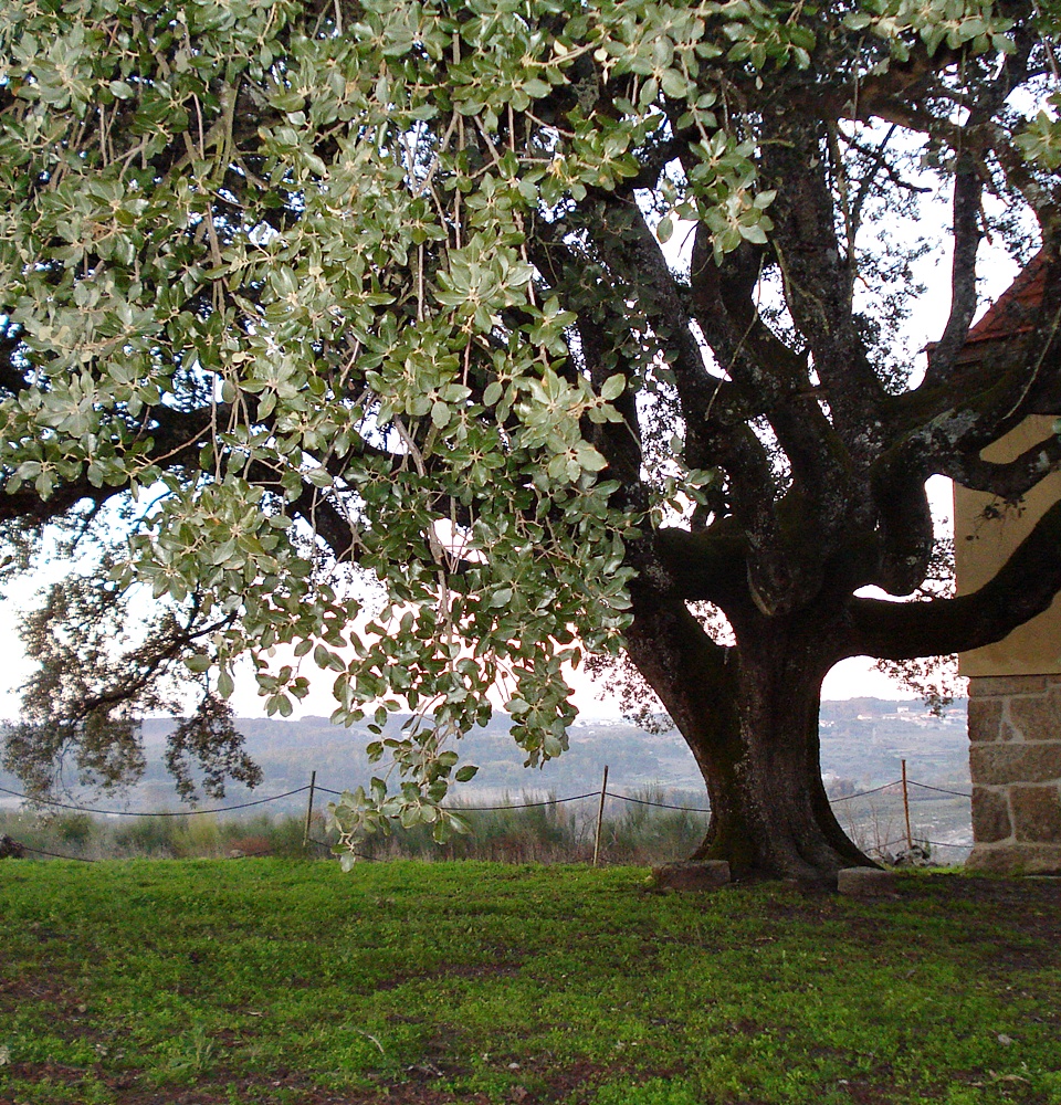 Património Florestal de Nelas: Azinheira